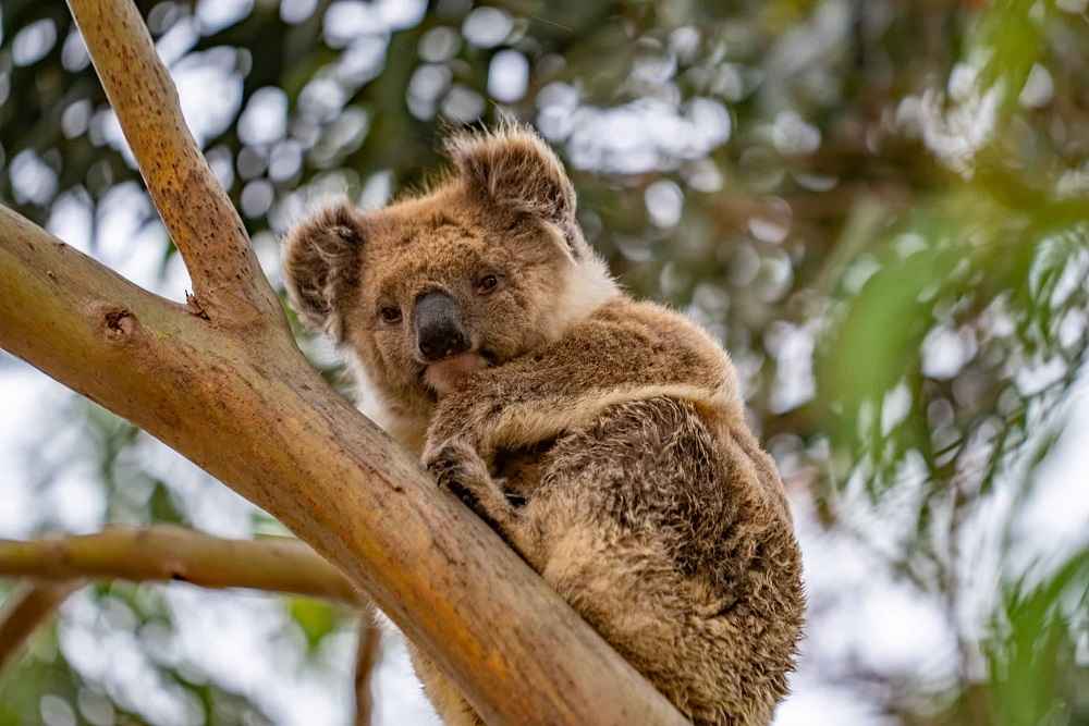 Hanson Bay Wildlife Sanctuary – Kangaroo Island Living